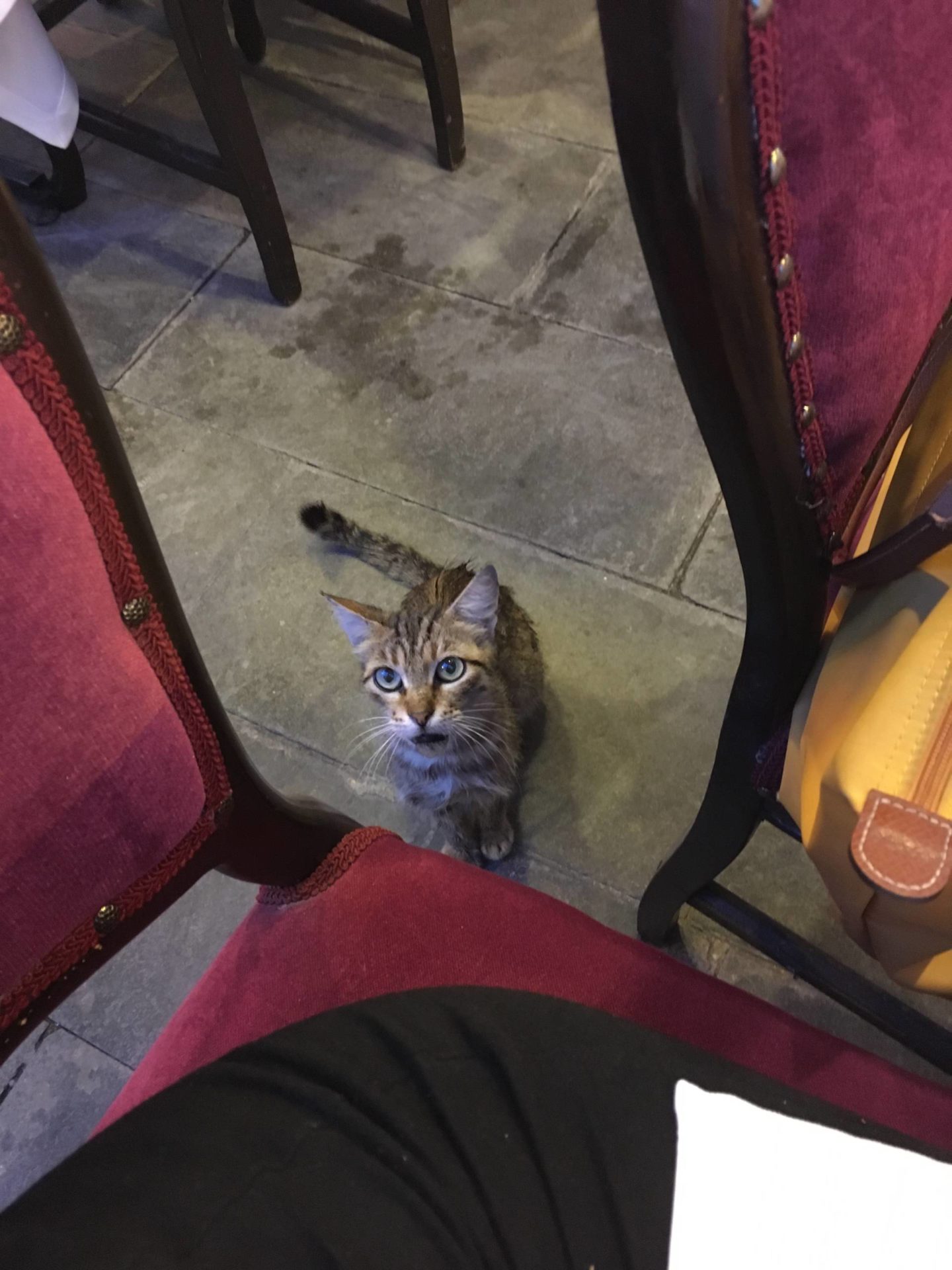Cats of Istanbul | Meow Lifestyle